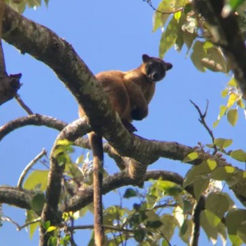 Every Order Plants Trees