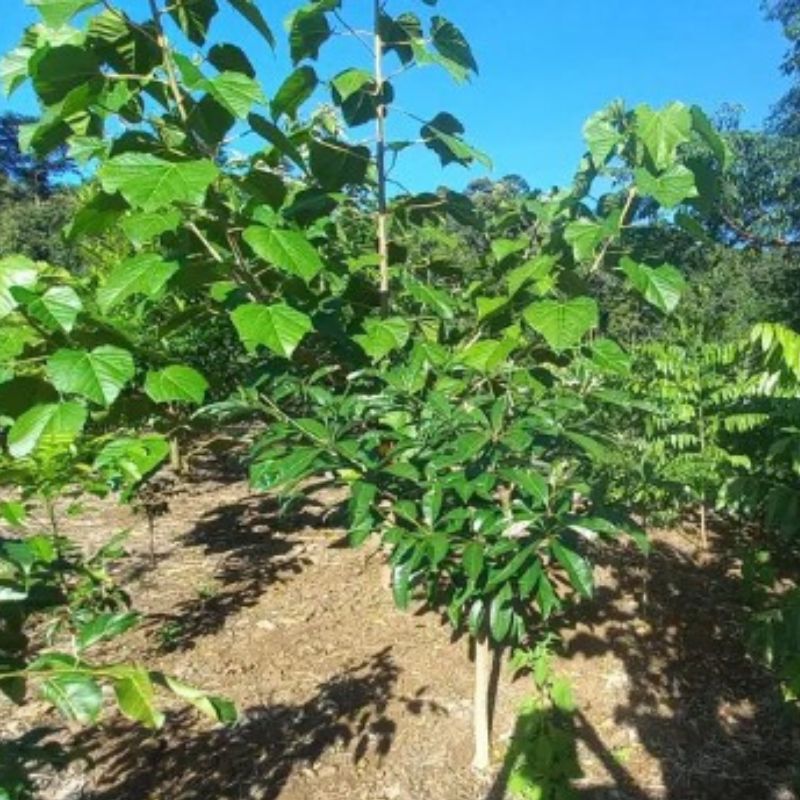 Every Order Plants Trees