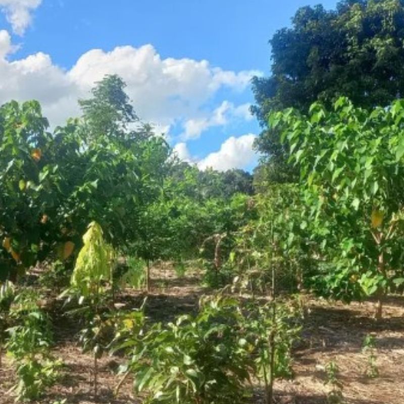 Every Order Plants Trees